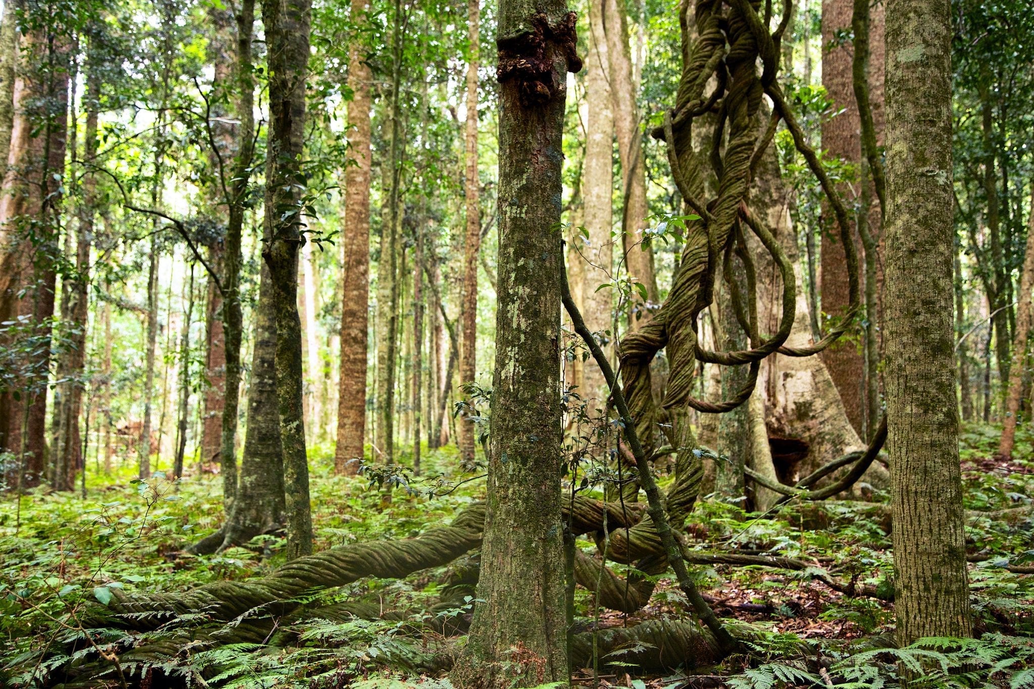 Public hearing on Special Wildlife Reserves clarifies flora is included ...