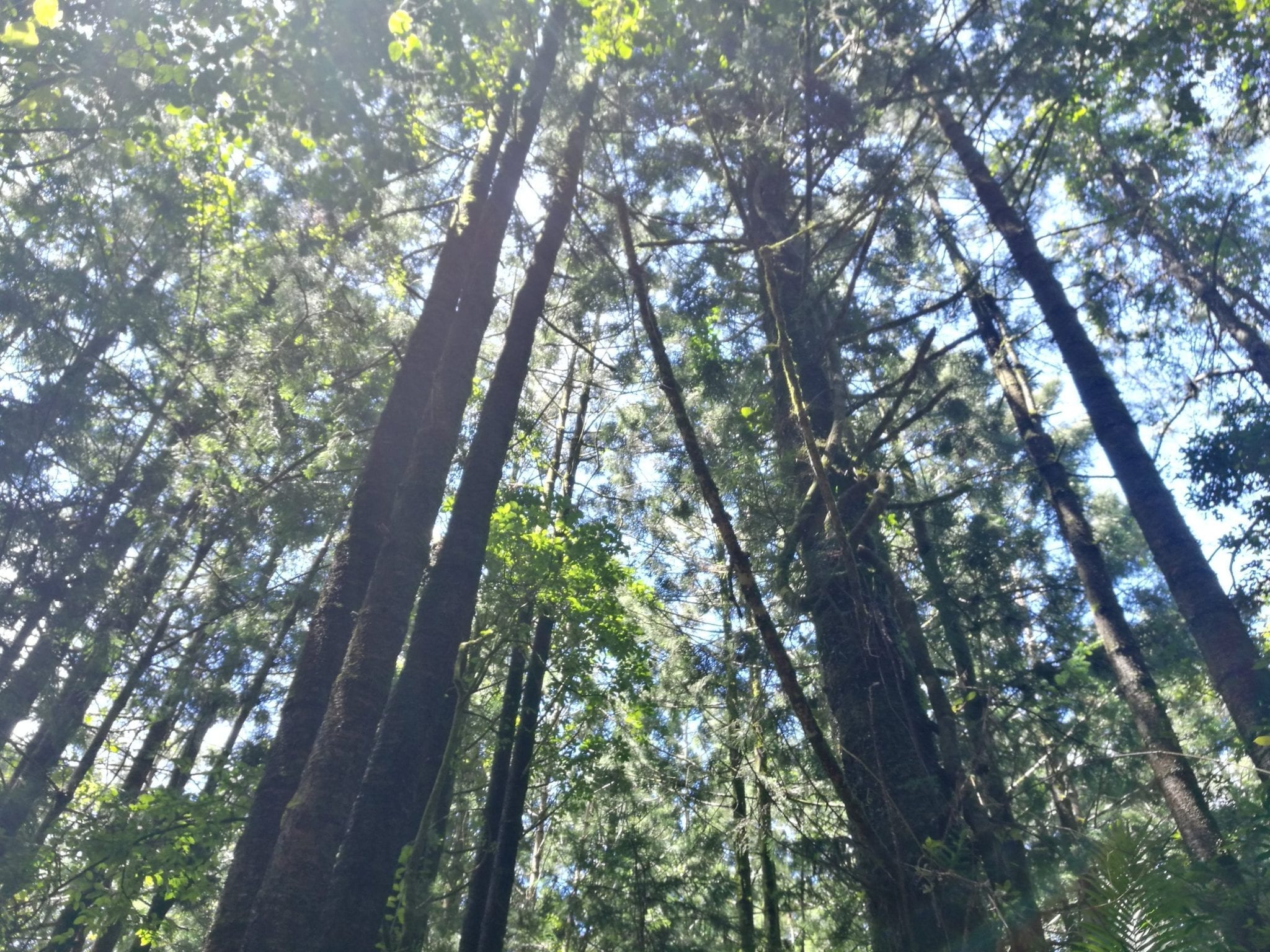 Main Range National Park – National Parks Association of Queensland