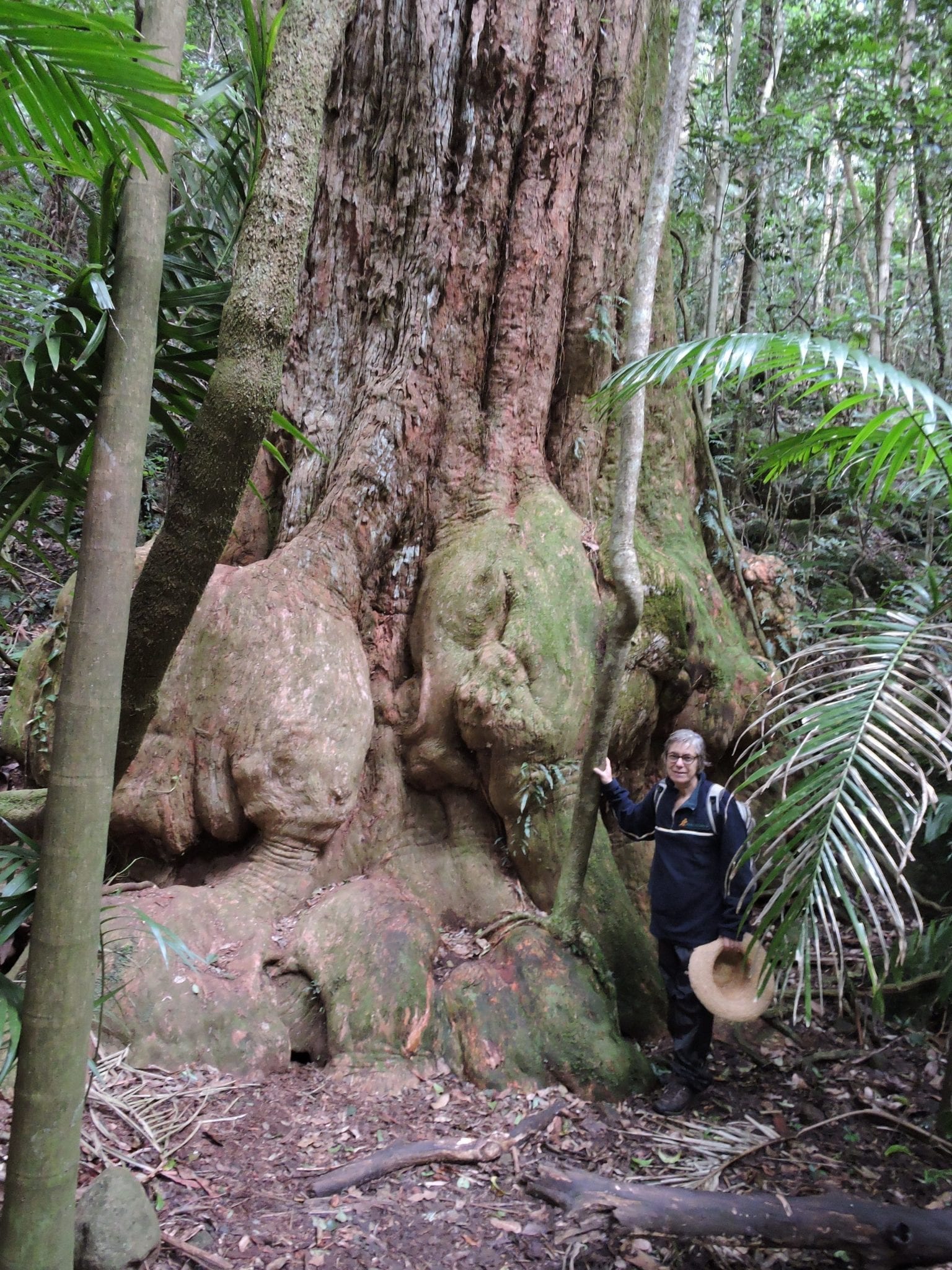 Our Remarkable Old Trees: Part 1 – National Parks Association of Queensland