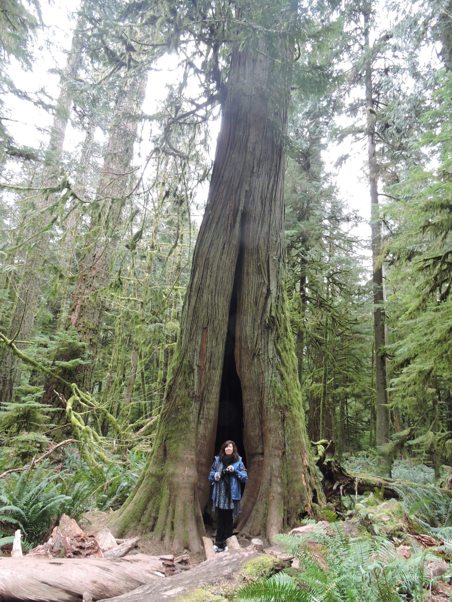 Our Remarkable OLD Trees Part 2 – National Parks Association of Queensland