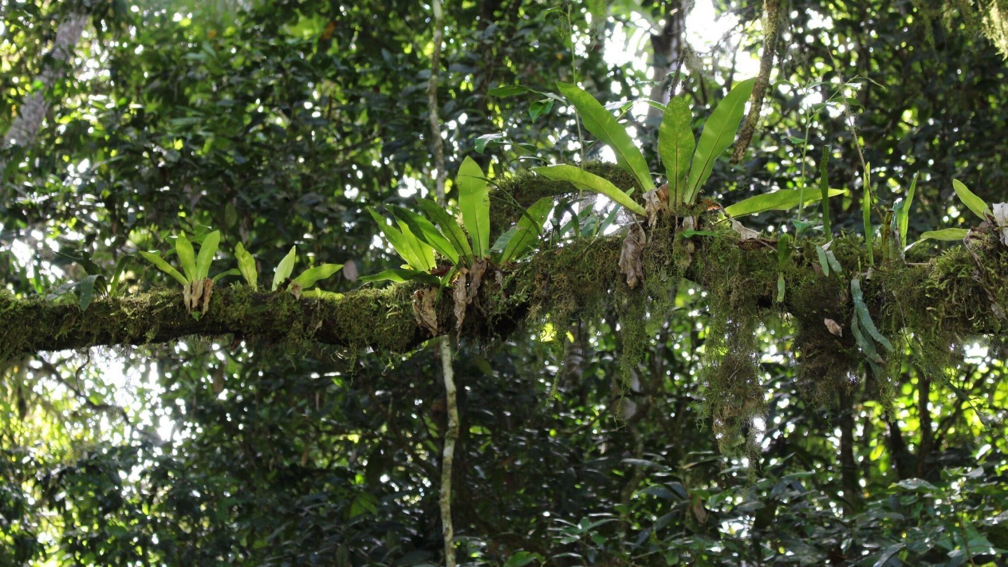 Private ecotourism infrastructure in Queensland national parks: win-win ...