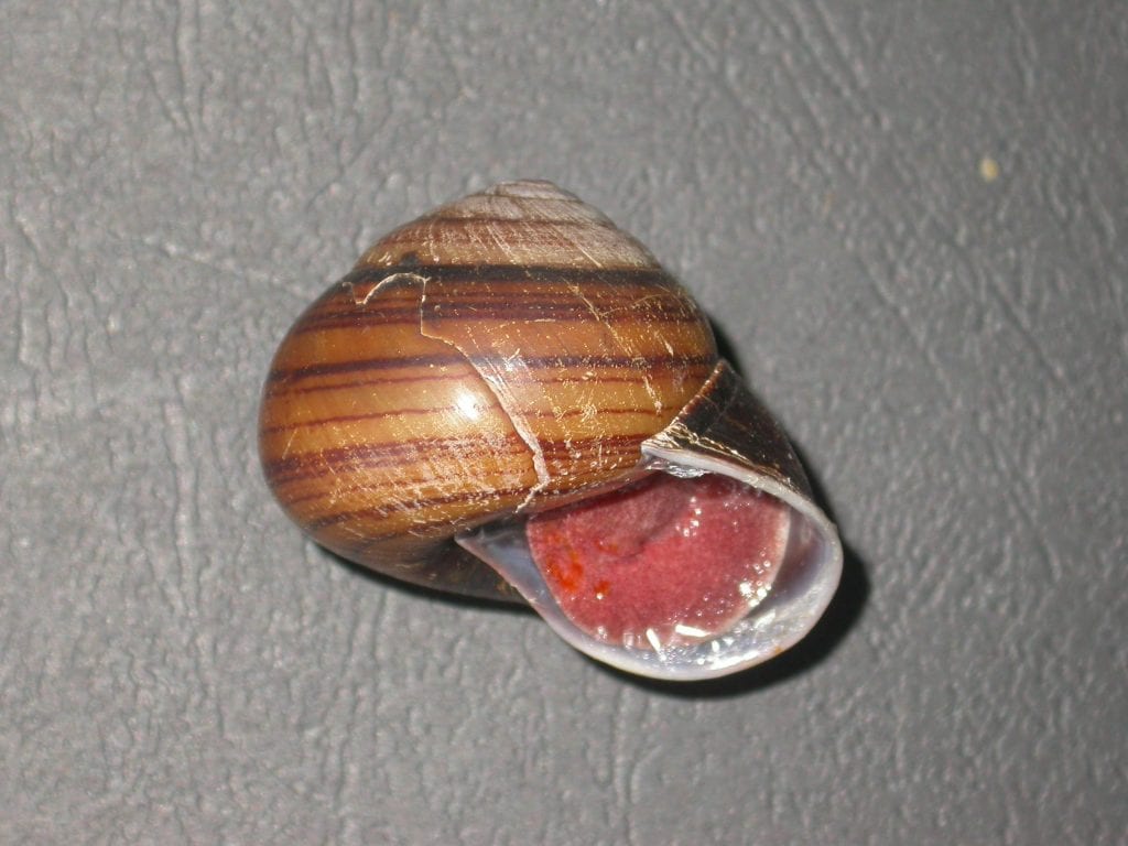 Large hadroid land snails of south-eastern Queensland protected areas ...