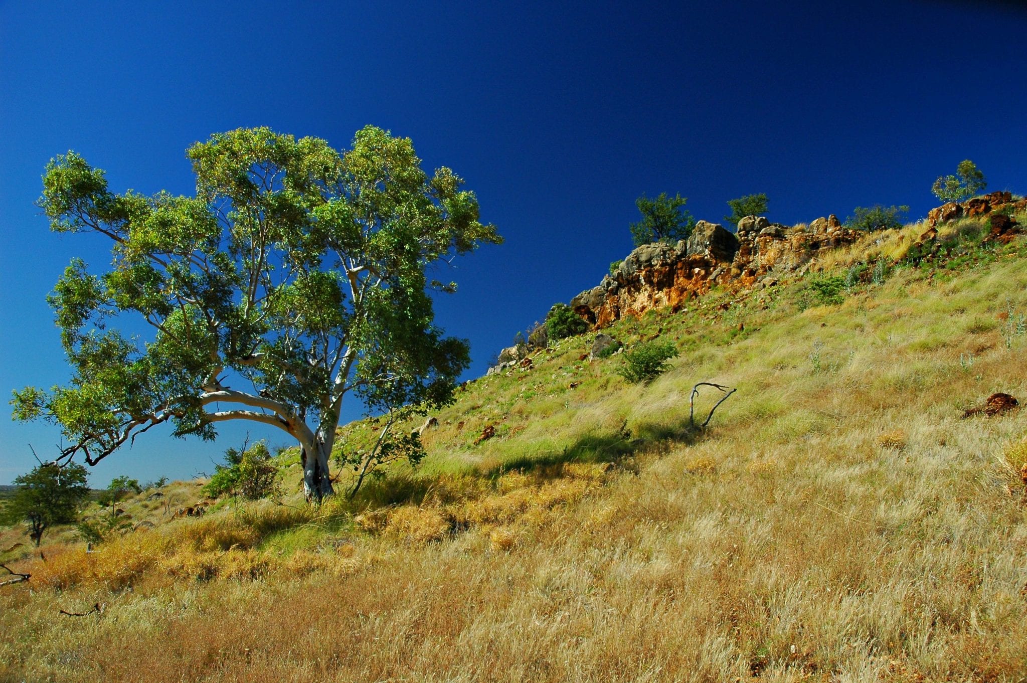 Queensland’s Rangeland National Parks – National Parks Association of ...