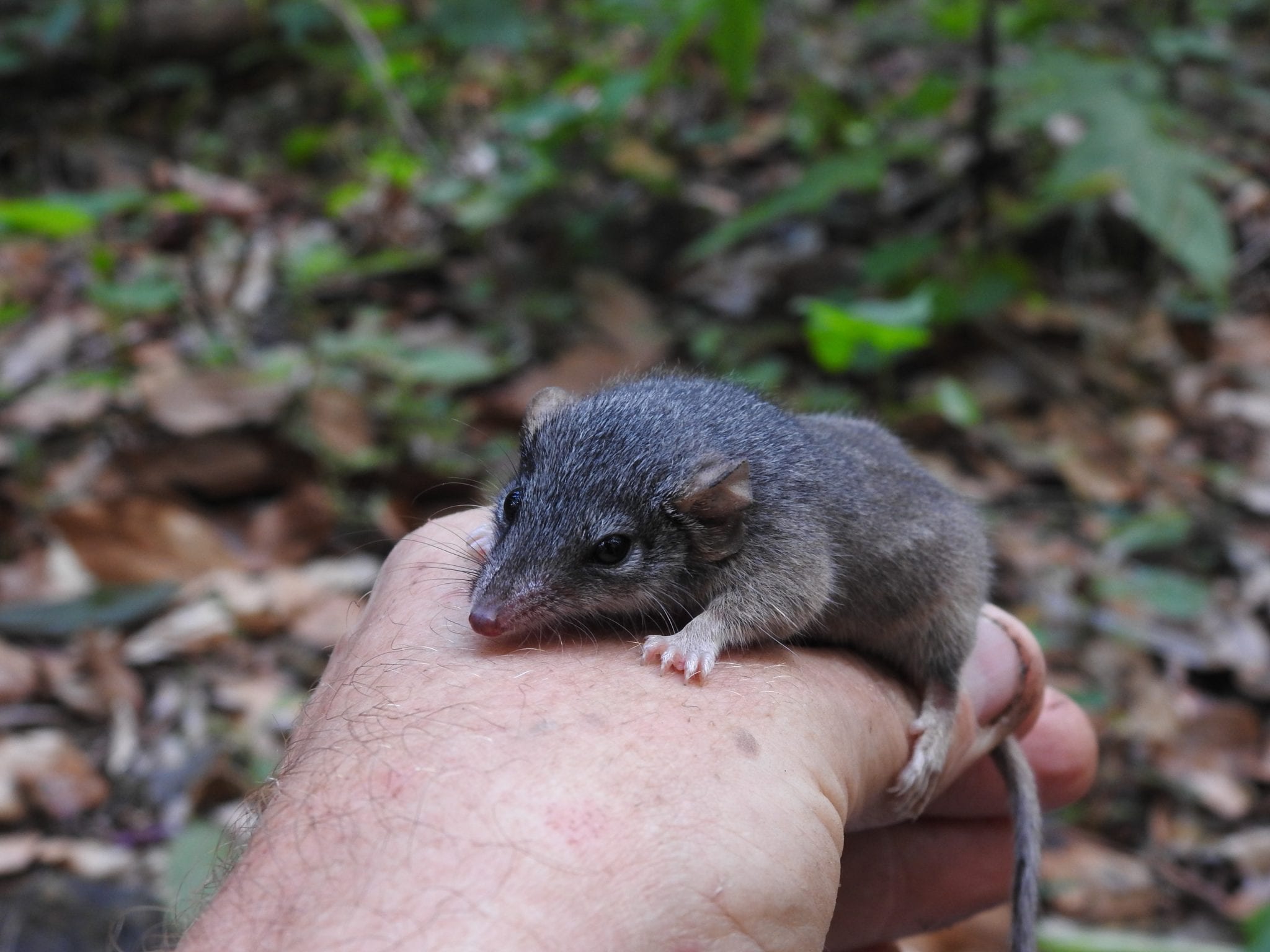 Antechinus argentus H Hines – National Parks Association of Queensland