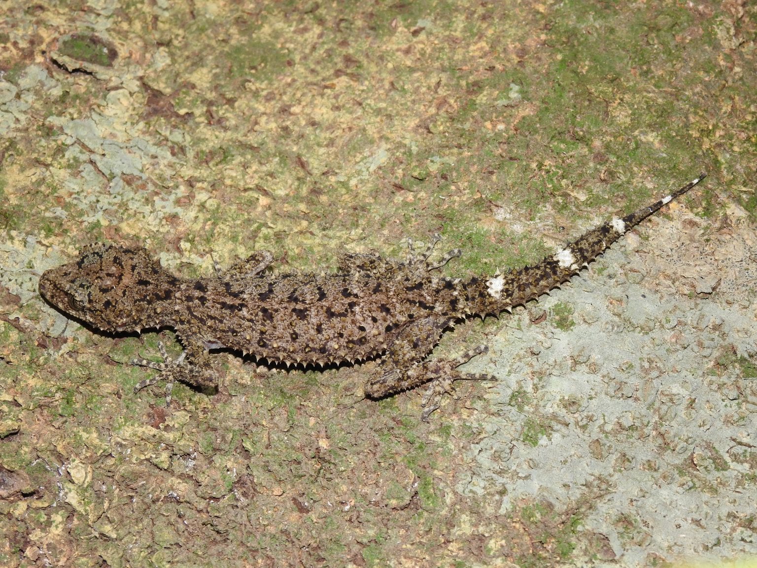 QPWS Bushfire Recovery Program for Threatened Species - National Parks ...