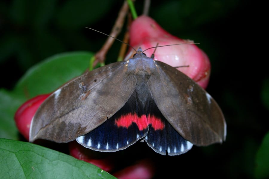 Southern Pink Underwing Moth – National Parks Association of Queensland