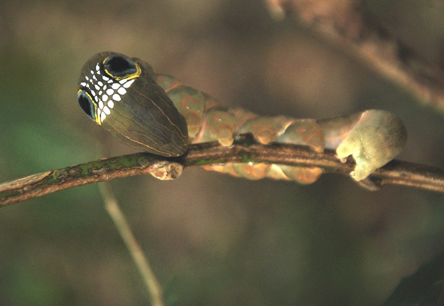 Southern Pink Underwing Moth – National Parks Association of Queensland
