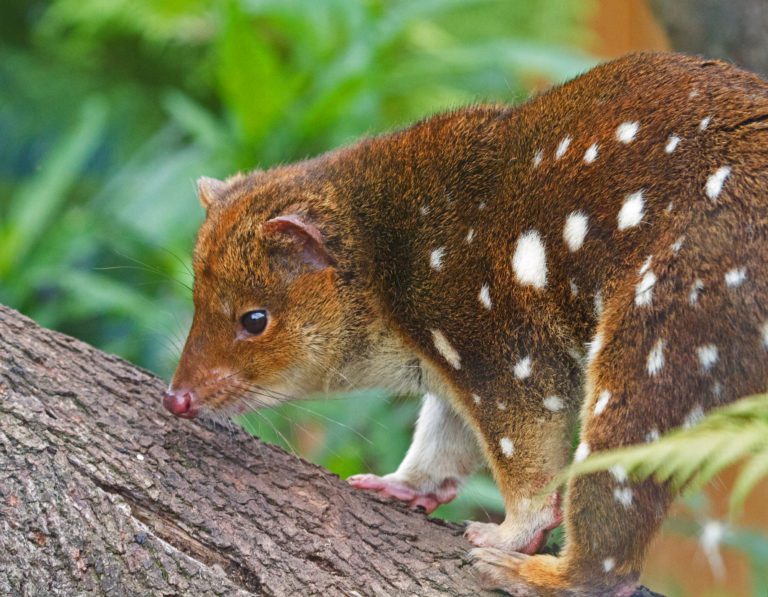 Wildlife Feature – Spotted-tail Quoll – National Parks Association of ...