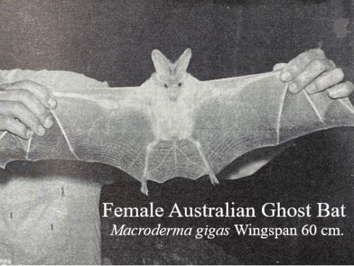 Ghost Bats – The World’s 3rd Largest Microbat – National Parks ...