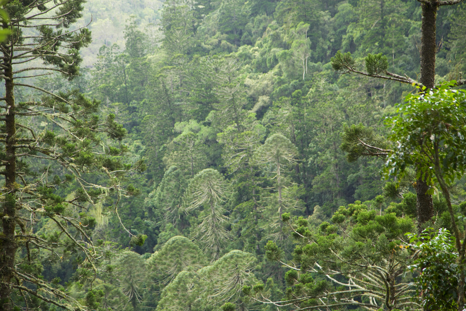 Mapleton National Park – National Parks Association of Queensland