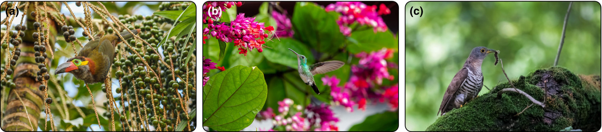 Conservation of birds in fragmented landscapes requires protected areas ...