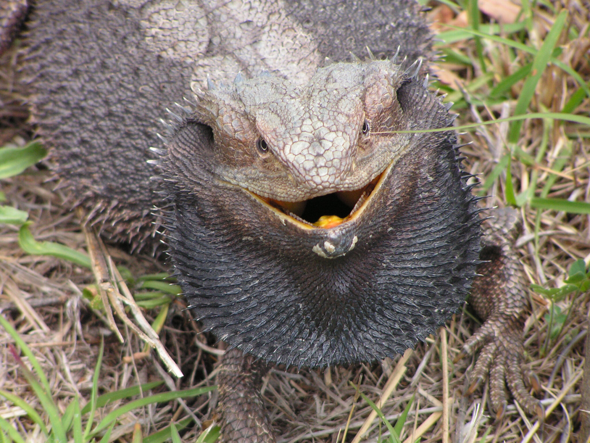 Eastern Bearded Dragon – National Parks Association of Queensland