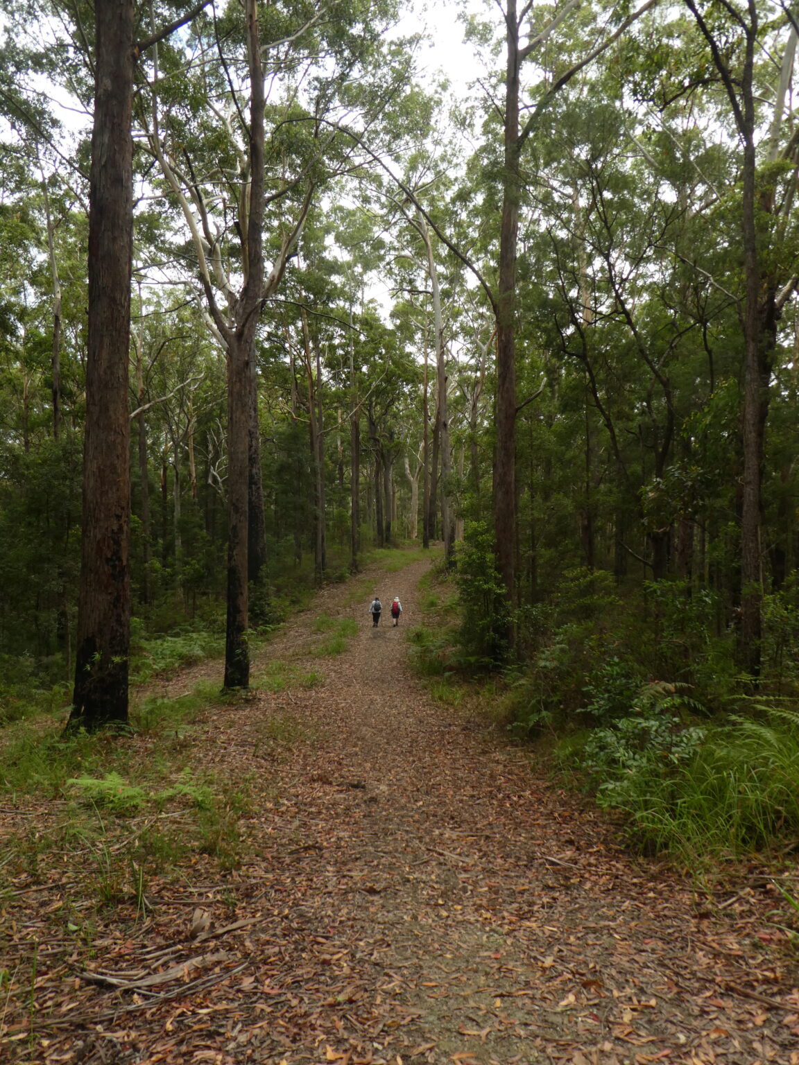 Home - National Parks Association of Queensland