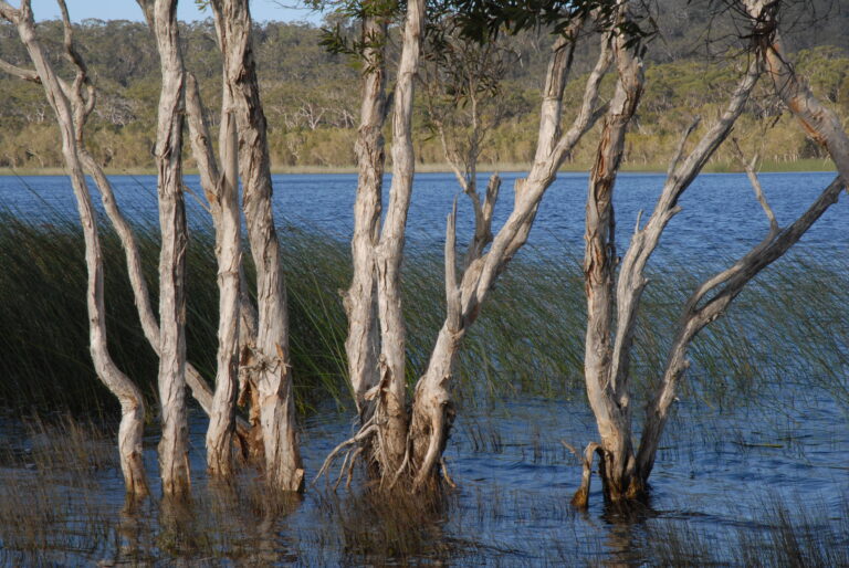 Park in Focus – Maree Budjong Djara National Park – National Parks ...