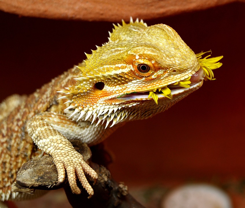 Eastern Bearded Dragon National Parks Association Of Queensland