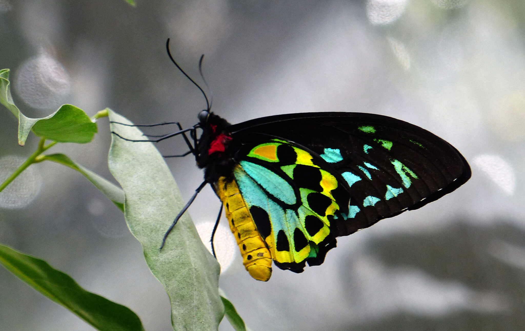 The Cairns Birdwing Butterfly – National Parks Association of Queensland