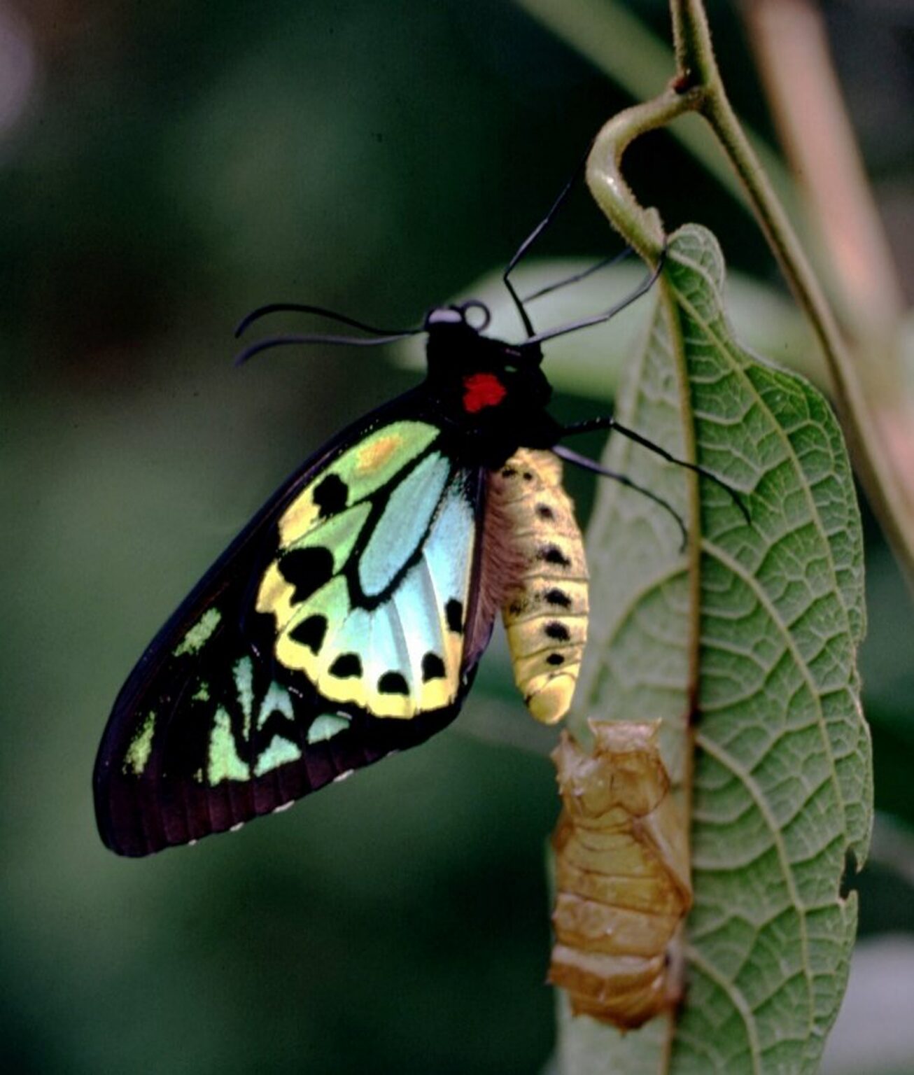 The Cairns Birdwing Butterfly – National Parks Association of Queensland