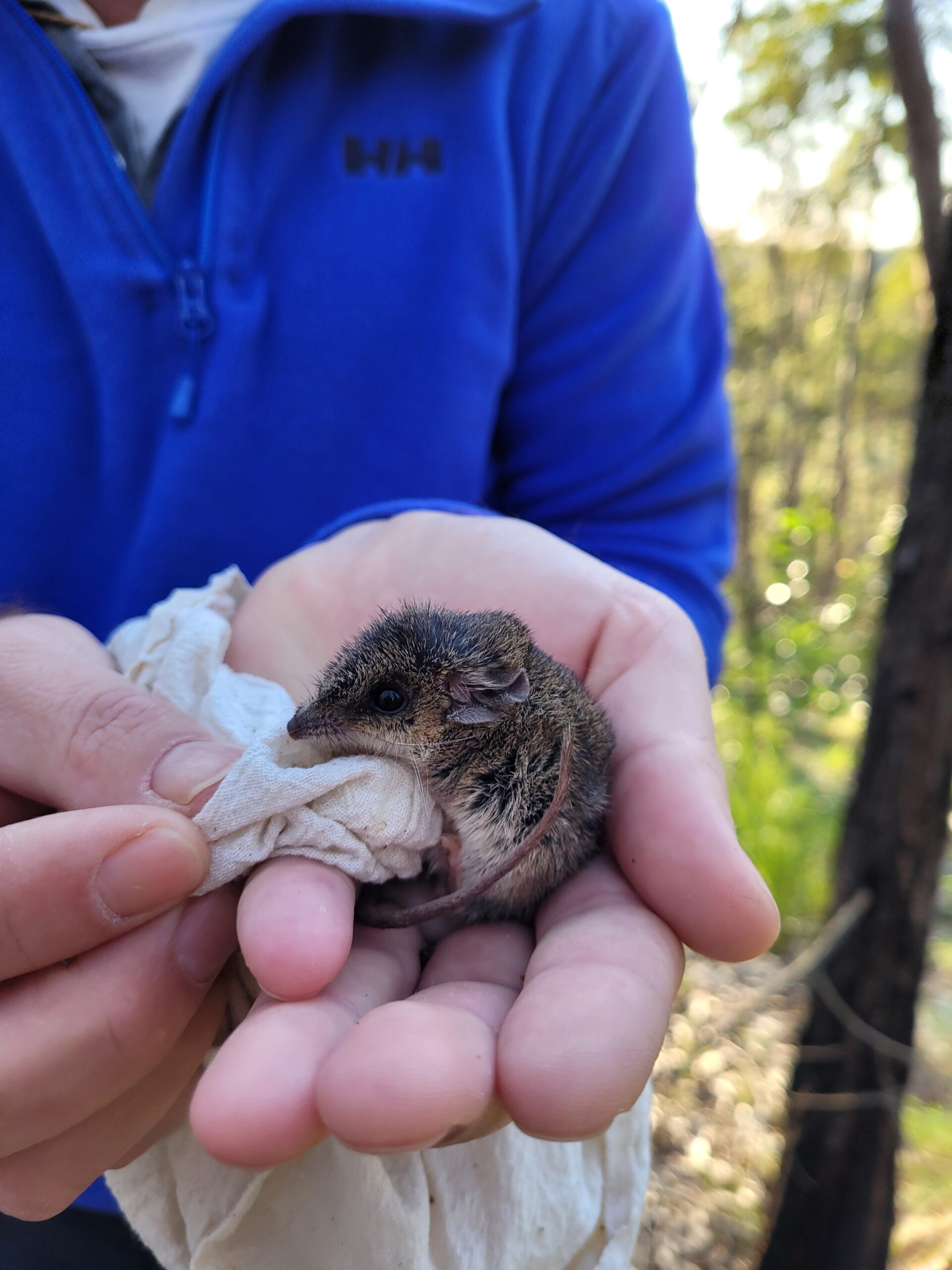 Jim Cuthbertson Grant 2021-23 – National Parks Association of Queensland