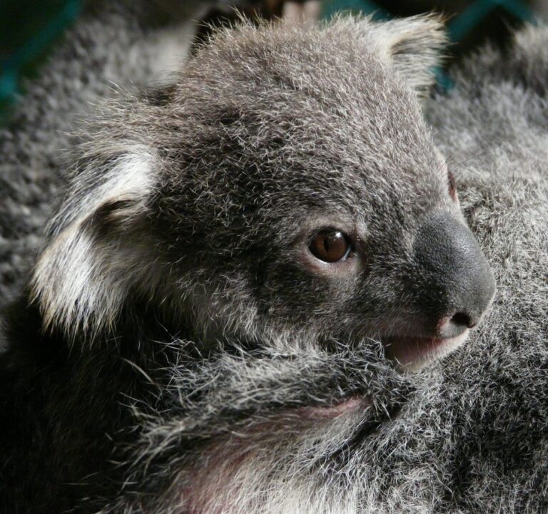 Drop Bears – A Look At Koalas – National Parks Association of Queensland