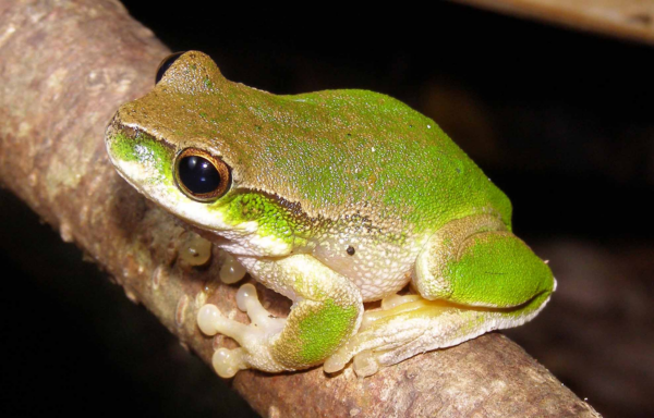 National Parks Association of Queensland – Promoting the preservation ...