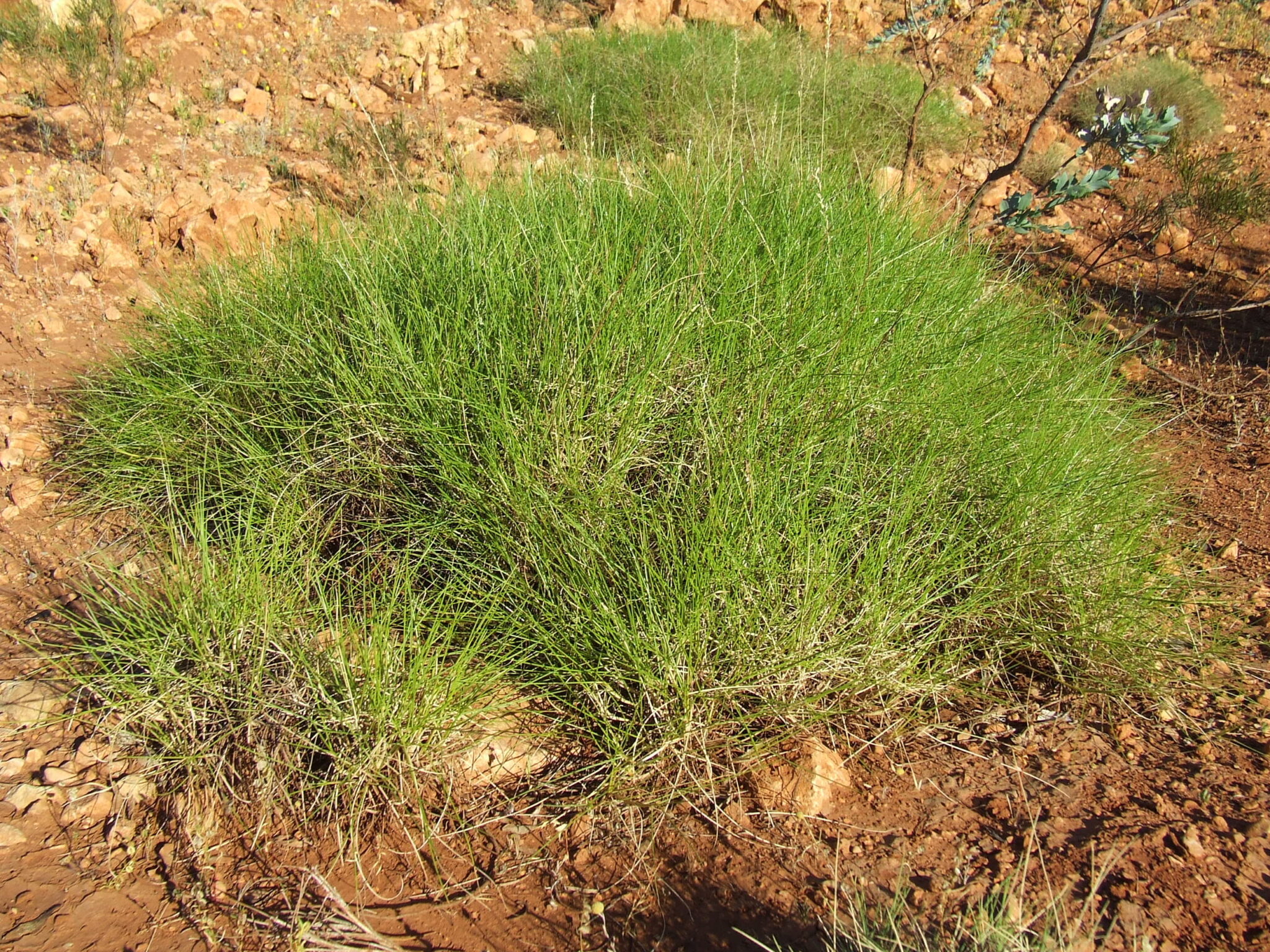 The Opalton Grasswren – National Parks Association of Queensland